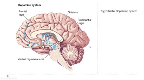 Ossm Neuro Chapter 15 The Diffuse Modulatory Systems Youtube