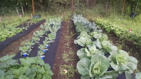 Using Raised Row Gardening Techniques Within Interior Alaska