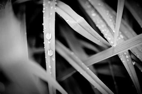 Premium Photo Close Up Of Wet Plants During Winter