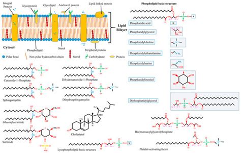 Major Types Of Lipid In Cell Membrane Pdf Infoupdate Org