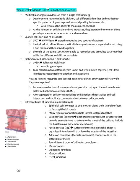 Final Exam Bio 2b03 Notes Biology 2b03 Cell Biology Mcmaster