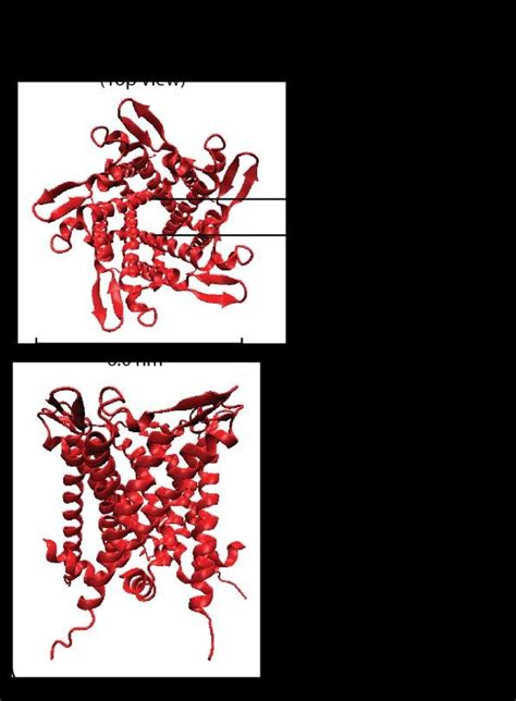 Schematic Of A The Archaeal Mscl And The Ether Linked Lipids Found In