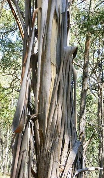 Eucalyptus Viminalis Ssp Viminalis