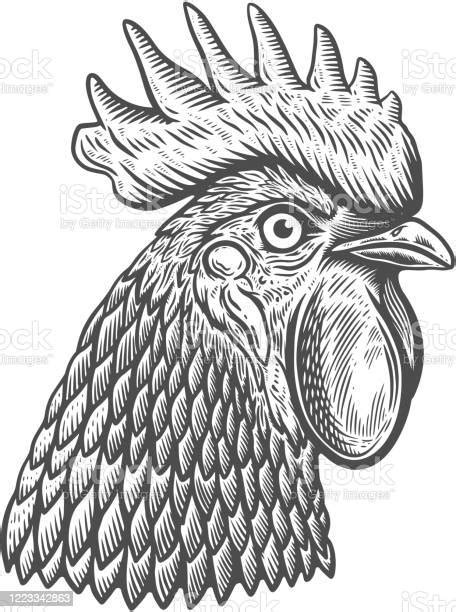 조각 스타일의 수탉 머리의 일러스트 라벨 기호 포스터 티셔츠에 대한 디자인 요소 벡터 일러스트레이션 수탉에 대한 스톡 벡터 아트 및 기타 이미지 Istock