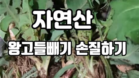 야생 왕고들빼기 장아찌 손질하기 Youtube