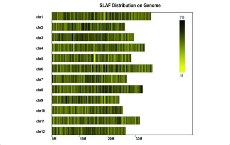 Specific Length Amplified Fragment Slaf Marker Distribution On