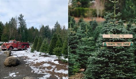 7 Canine Pleasant Christmas Tree Farms Throughout The US - animalonly.com