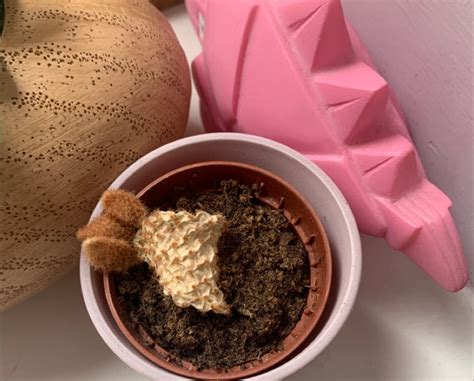 Why Are My Hooked Cactus Leaves Mushy 🌵