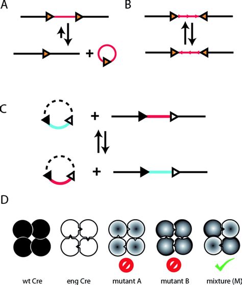Genomic Applications Of Cre Recombinase Depending On The Number And Download Scientific