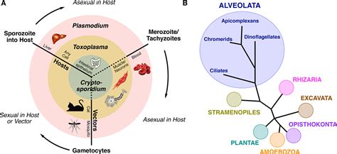 Apicomplexan Life Cycle