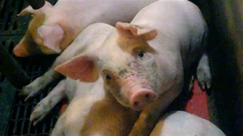 Abused Pigs