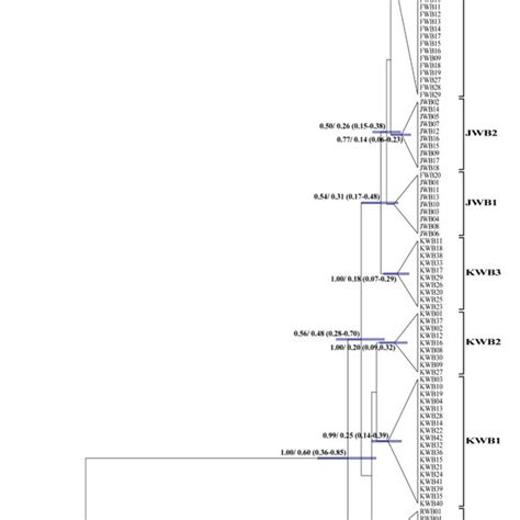 A Bayesian Phylogenetic Tree Was Constructed By Full Mitochondrial Dna
