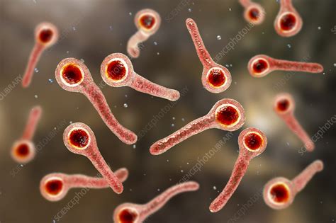 Tetanus Bacteria Illustration Stock Image F036 6223 Science Photo Library