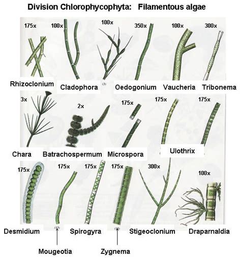 Filamentous Algae Algae Plants