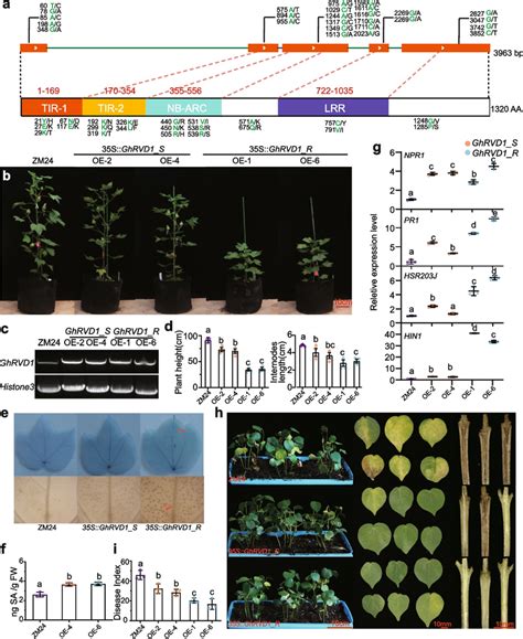 Highly Divergent Ghrvd1 Between Hap B And Hap E A An Illustration Of Download Scientific