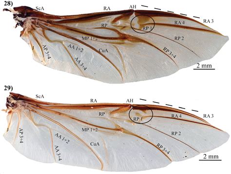 Beetle Wings Anatomy