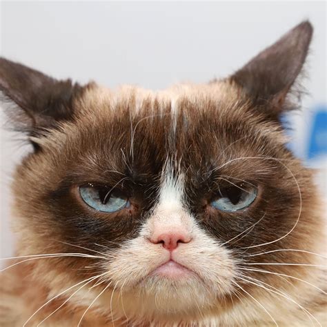 Grumpy Kitty