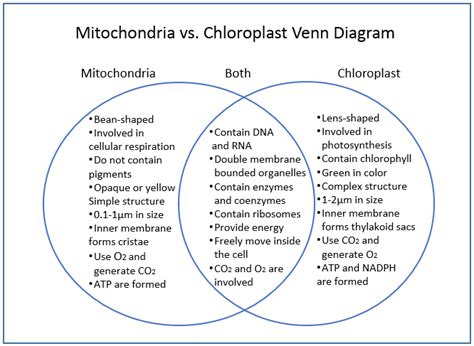 The Differences And Similarities Between Mitochondria And Chloroplast Are Better Compiled In