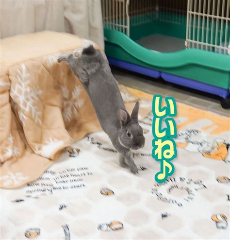 こたつ復活！│うさぎのふうた