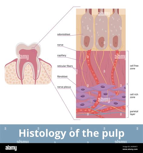 Histology Of The Pulp Tissue Structure Includes Fibroblasts Nerves