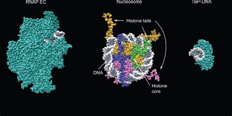 Figure 1 From Analysis Of Primary Structure Of Chromatin With Next Generation Sequencing