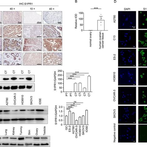 Chunwei Xu Professor Research Profile