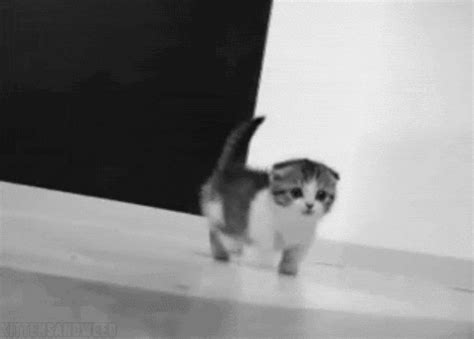 Scottish Fold Munchkin Kitten Michael Broad