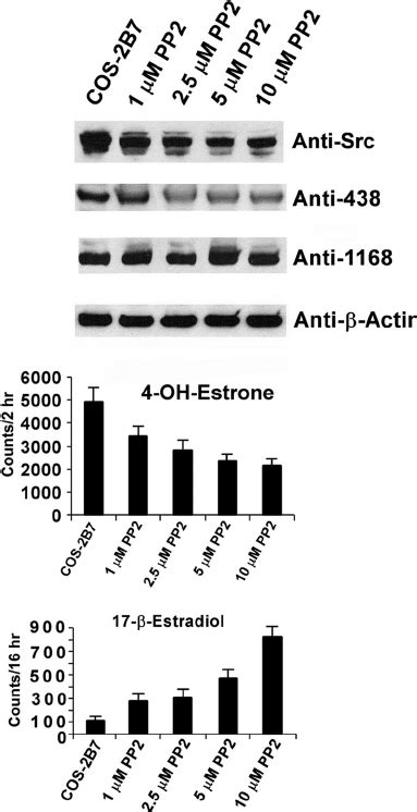 In Vitro Glucuronidation Of 4 Ohe 1 Or 17 ␤ Estradiol By 2b7 Expressed Download Scientific