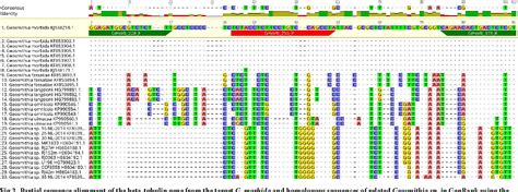 Figure 2 From A Duplex Real Time Pcr With Probe For Simultaneous