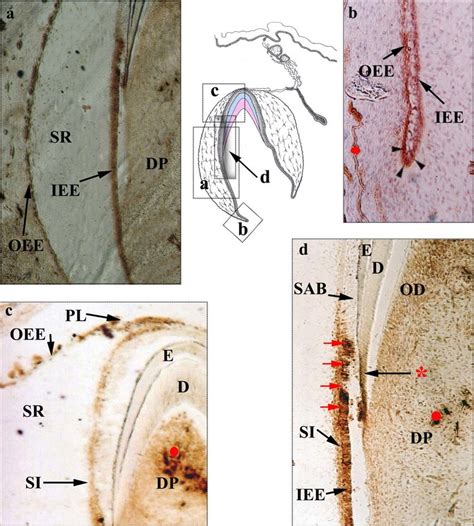 Che Activity In Different Areas Of A Deciduous Tooth Germ At Late