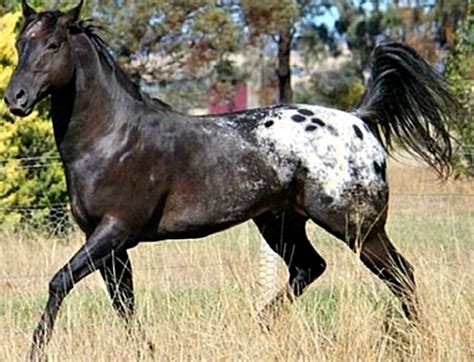 275 Best Appy Blanket Appaloosas Images On Pinterest Appaloosa Horses