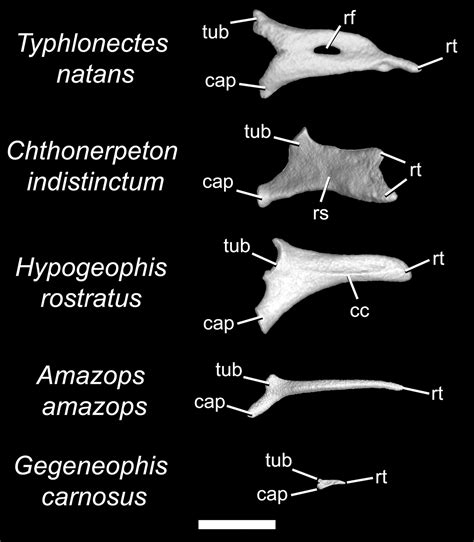 An Overview Of The Postcranial Osteology Of Caecilians Gymnophiona
