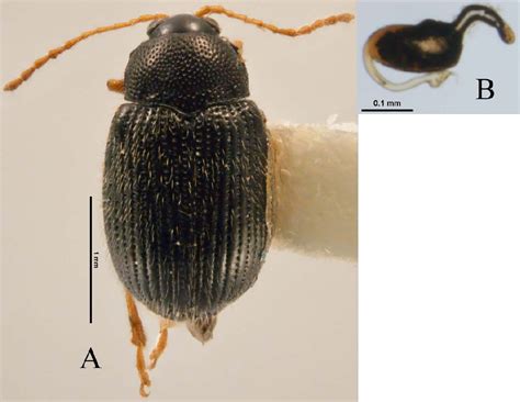Figure 1 From A Preliminary Revision Of The Genus Epitrix Foudras Coleoptera Chrysomelidae