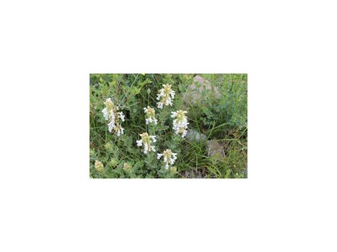 Dracocephalum Nodulosum