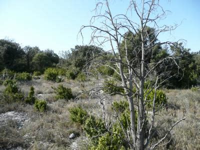 Getting To The Root Of Plant Adaptation 4 Of EurekAlert