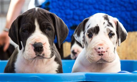 Purebred Great Dane