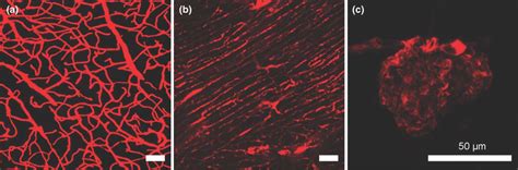 Variability In Vessel Morphology And Function Differences In Vessel