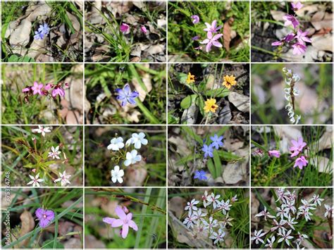 ภาพถ่าย Stock Dainty Wild Flowers Growing In Ambergate Flora Reserve