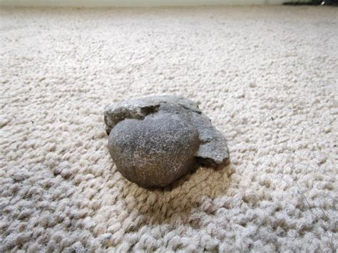 Brachiopod Or Bivalve R Fossils