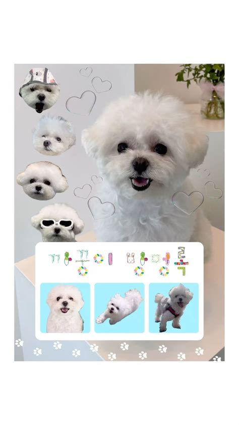 까꿍🤗 20240520월요일 까꿍1724 언니가 방멍록을 만들어줬꿍🤗🤍 보면 다들 인사 남기고 발도장 찍고 가🐾 댕친구뿐만 아니라 인간들도 환영이야🫶 알겠지