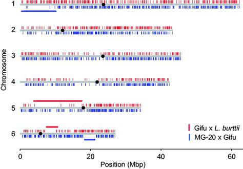 Recombination Breakpoint Distribution Vertical Lines Represent The Download Scientific Diagram