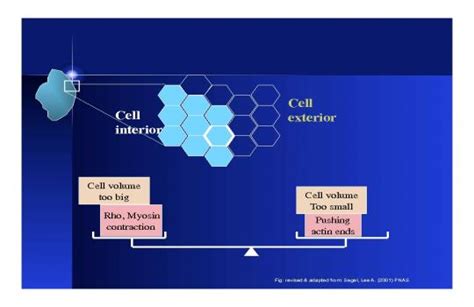 Cell Polarity Models And Simulating Cell Motility Using The Cellular Potts Model Cpm