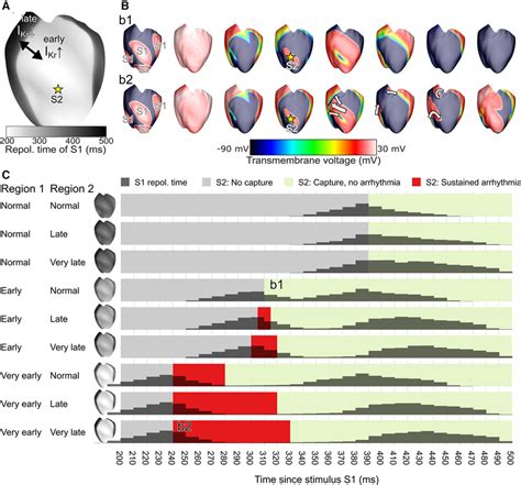 In A Computational Model Of Ventricular Epicardium A Region Of Early
