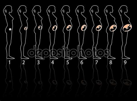 개발의 태아 단계 섹스 사랑 가족 가족 육아에 대한 지식