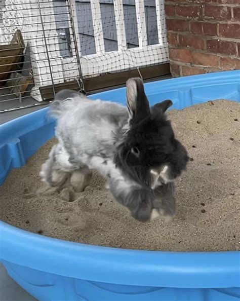 spring sandbox binkies r rabbits