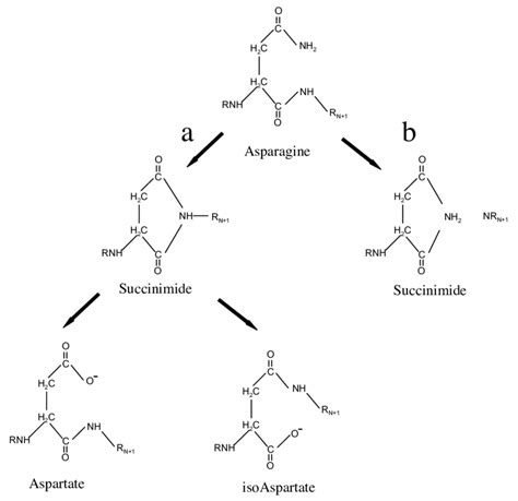 Arginine Deamidation At Ted Hayes Blog