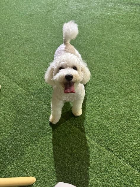 애교덩어리 시동이의 입양후기 ♥ 입양사진과 실제후기 강아지고양이 무료입양 실제후기 아이조아보호소