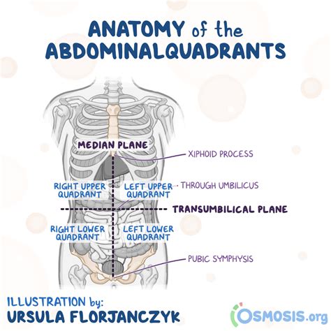 Organs Located In The Four Quadrants Of Quadrants Of Liver