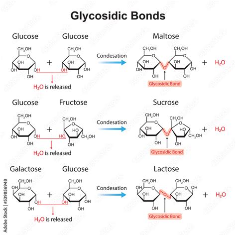 Glycosidic Bond