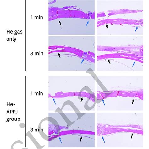 Histological Evaluation Of Rat Calvaria And Periosteum At 7 And 14 Days Download Scientific